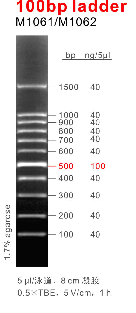 100bp Ladder DNA Marker M1061/M1062 | 广州东盛生物科技有限公司
