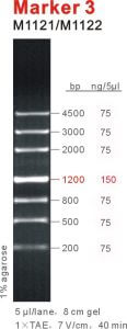 Marker 3 DNA Marker M1121/M1122 | 广州东盛生物科技有限公司